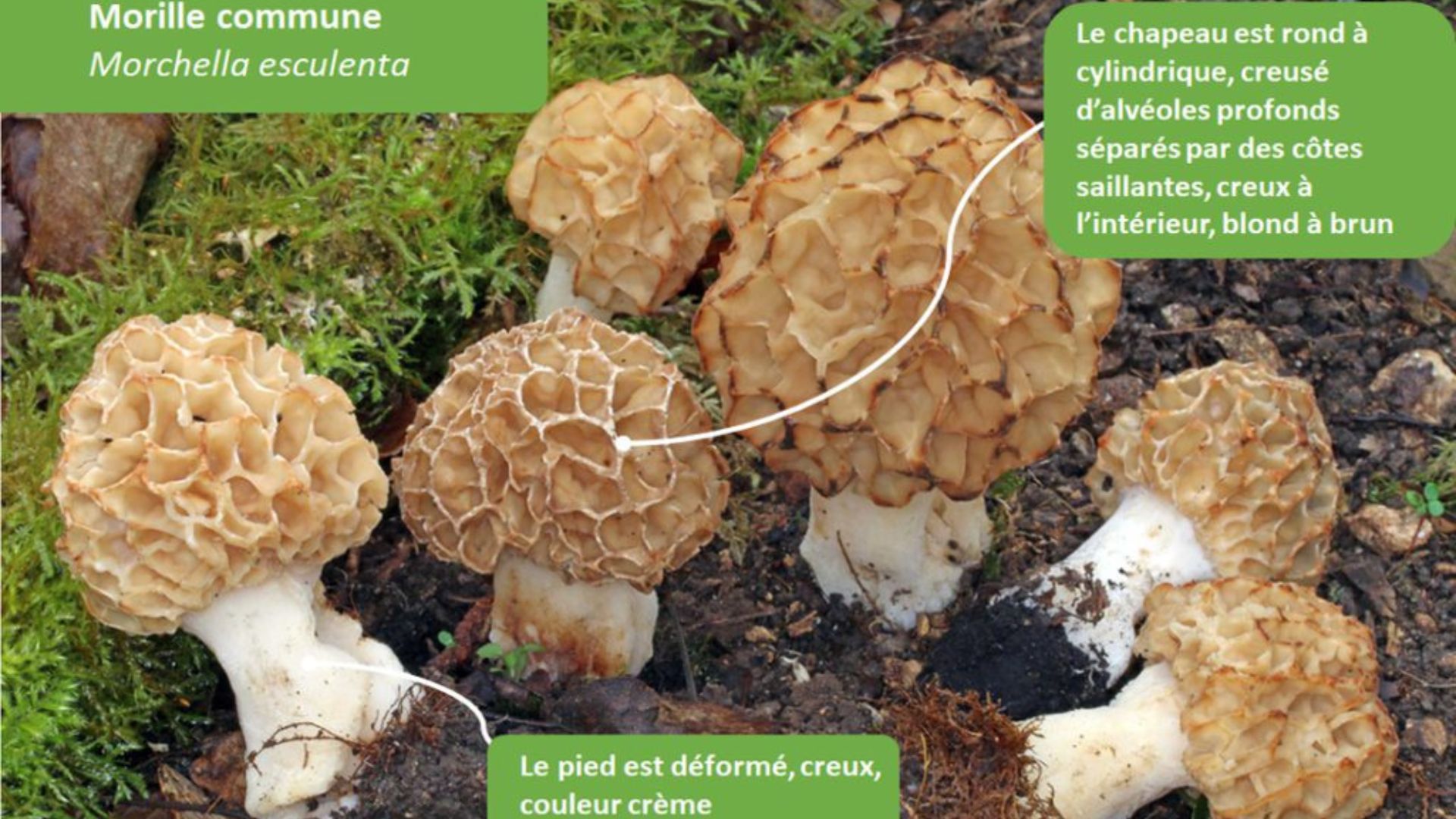 Comment bien préparer et déguster les morilles : conseils d'expert ...