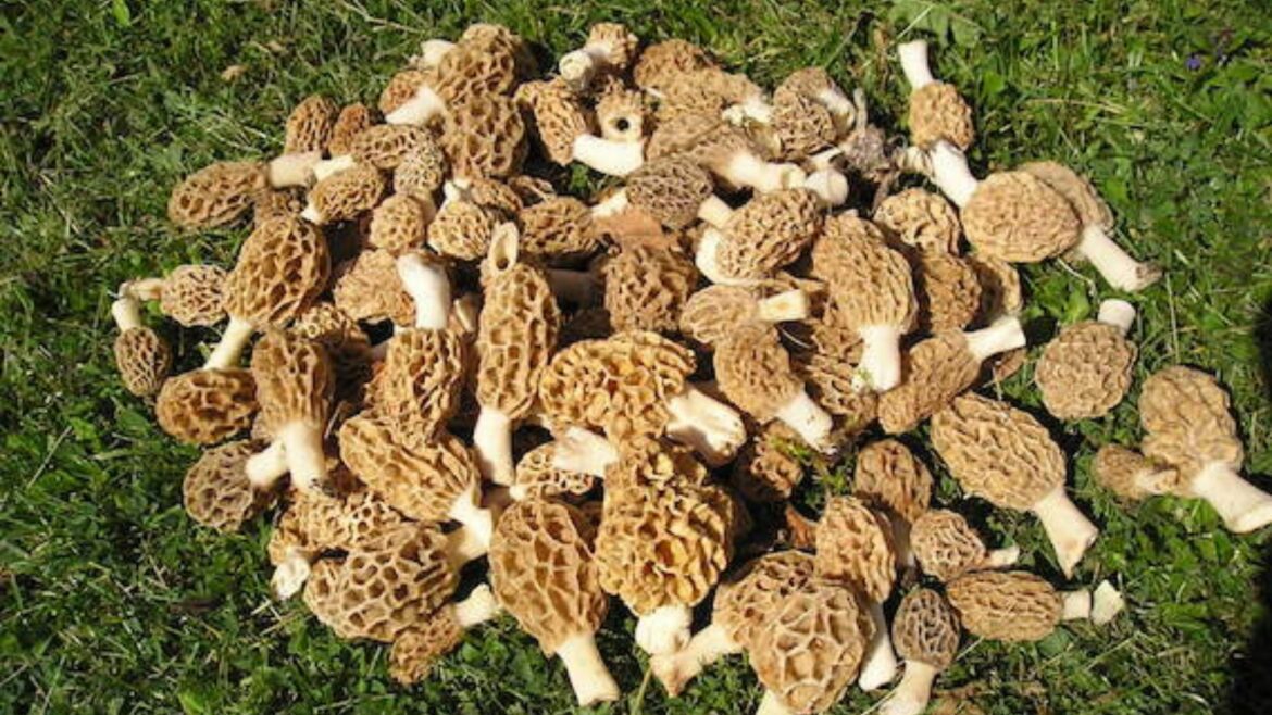 Comment bien préparer et déguster les morilles : conseils d'expert — OnaTaste France: Magazine N ...