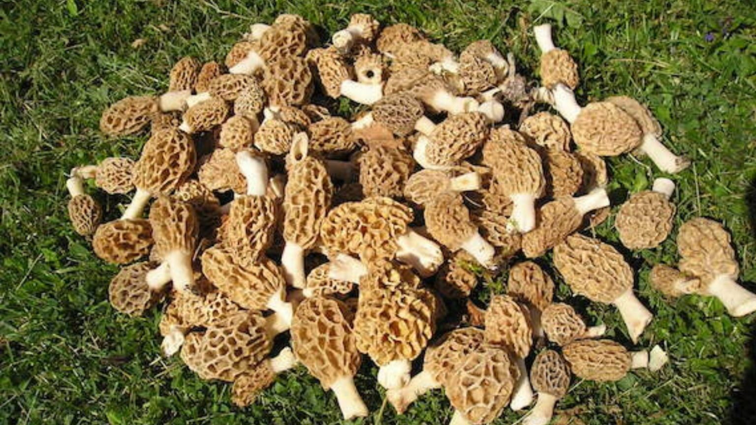 Comment bien préparer et déguster les morilles : conseils d'expert ...