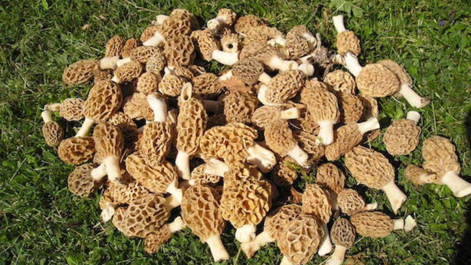 Comment bien préparer et déguster les morilles : conseils d'expert ...