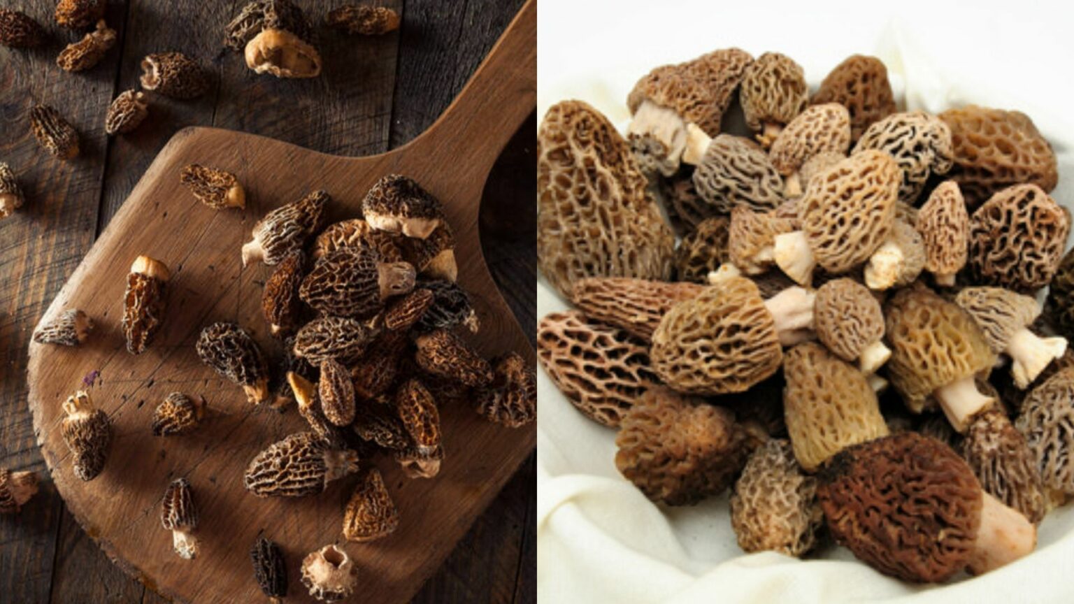 Comment cuisiner les morilles : astuces et recettes pour savourer ce ...