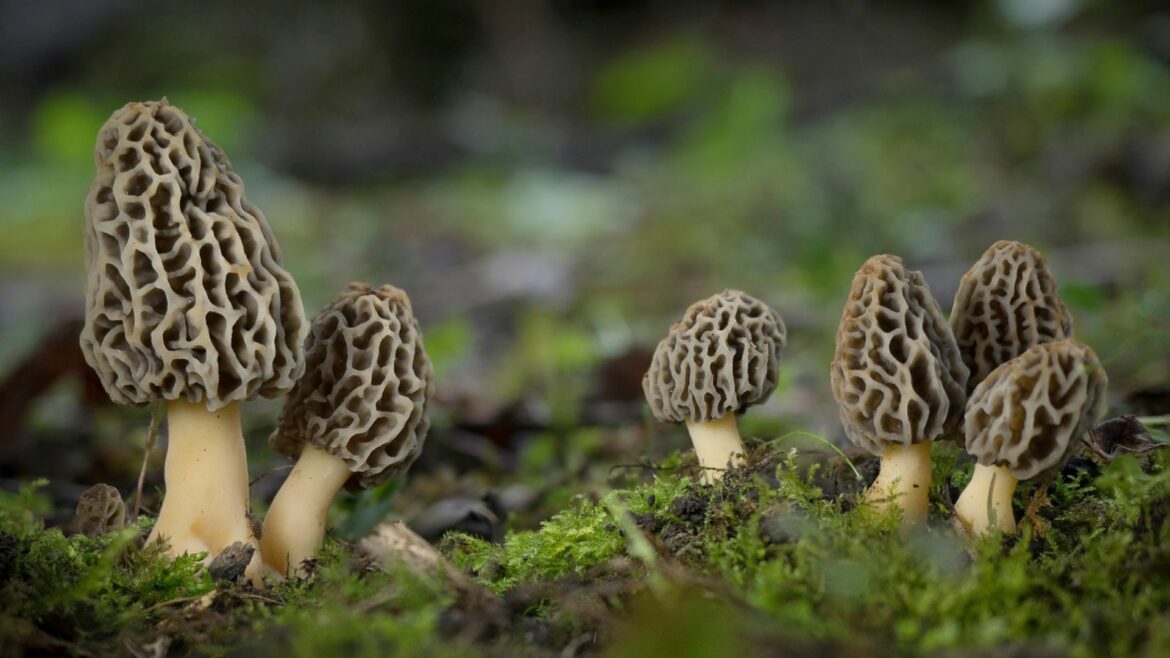 Comment cuisiner les morilles : astuces et recettes pour une cuisson ...