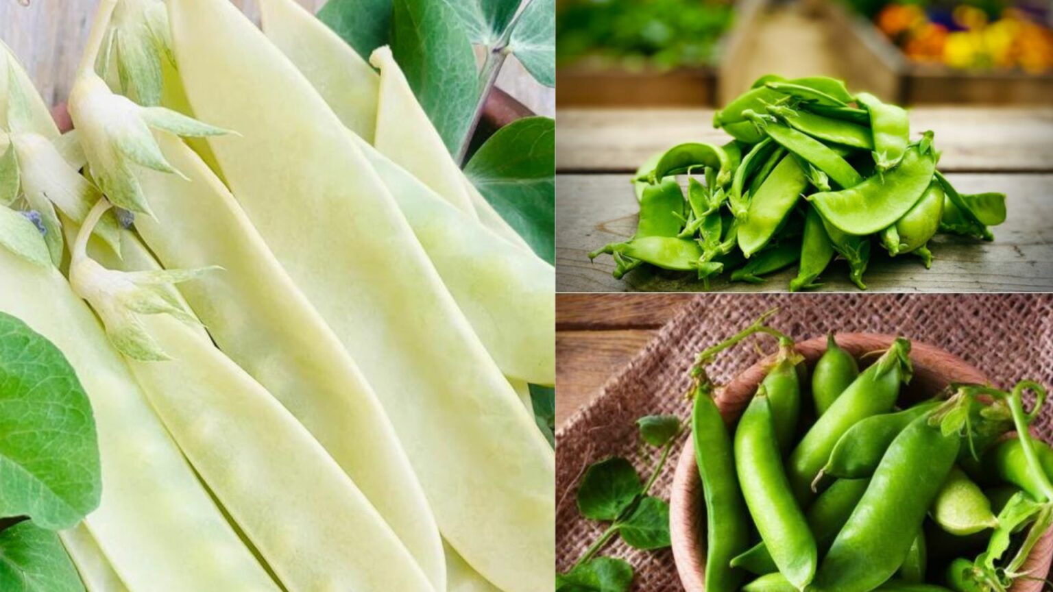 Comment réussir la culture du pois mange-tout : conseils et astuces ...