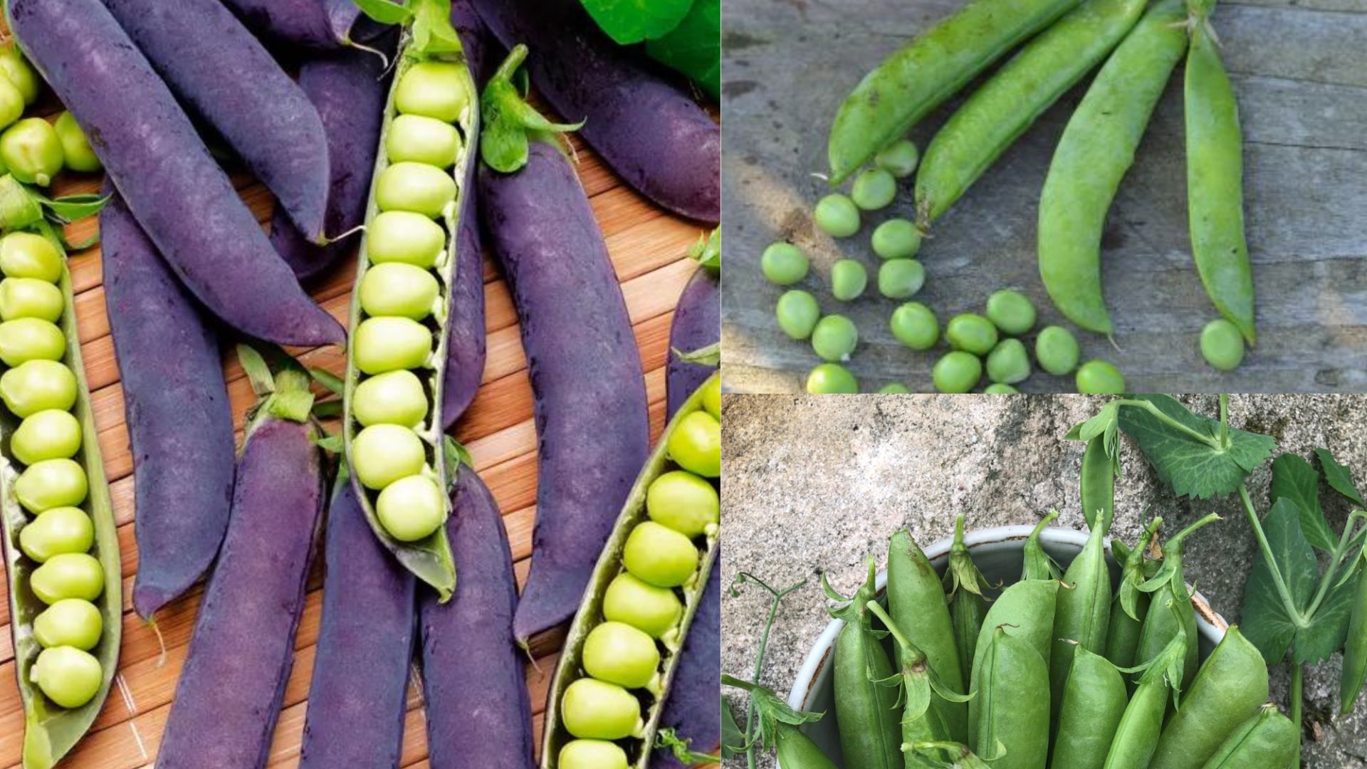 Comment réussir la culture du pois mange-tout : conseils et astuces ...