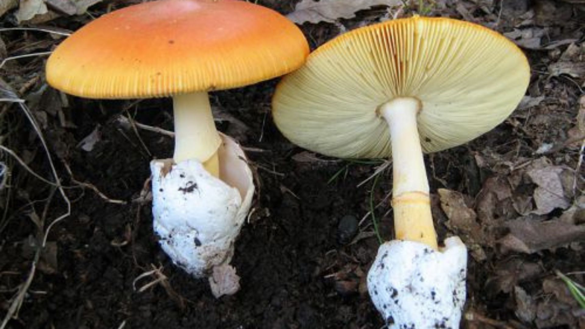 L'Amanite des Césars : Découvrez le Champignon le Plus Cher du Monde ...