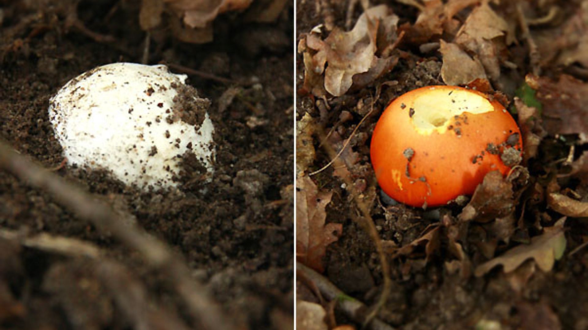 L'Amanite des Césars : Découvrez le Champignon le Plus Cher du Monde ...