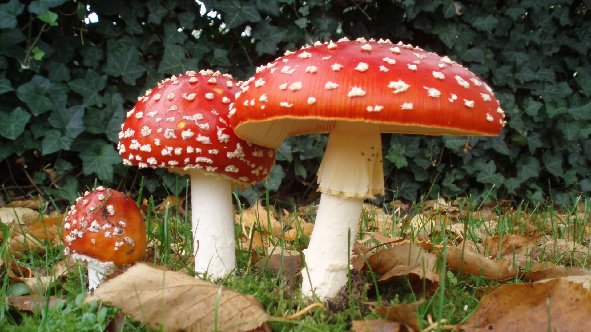 L'Amanite des Césars : Découvrez le Champignon le Plus Cher du Monde ...