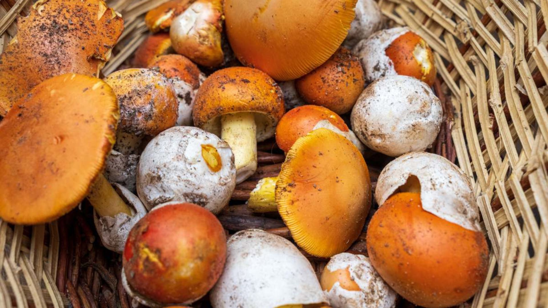 L'Amanite des Césars : Découvrez le Champignon le Plus Cher du Monde ...