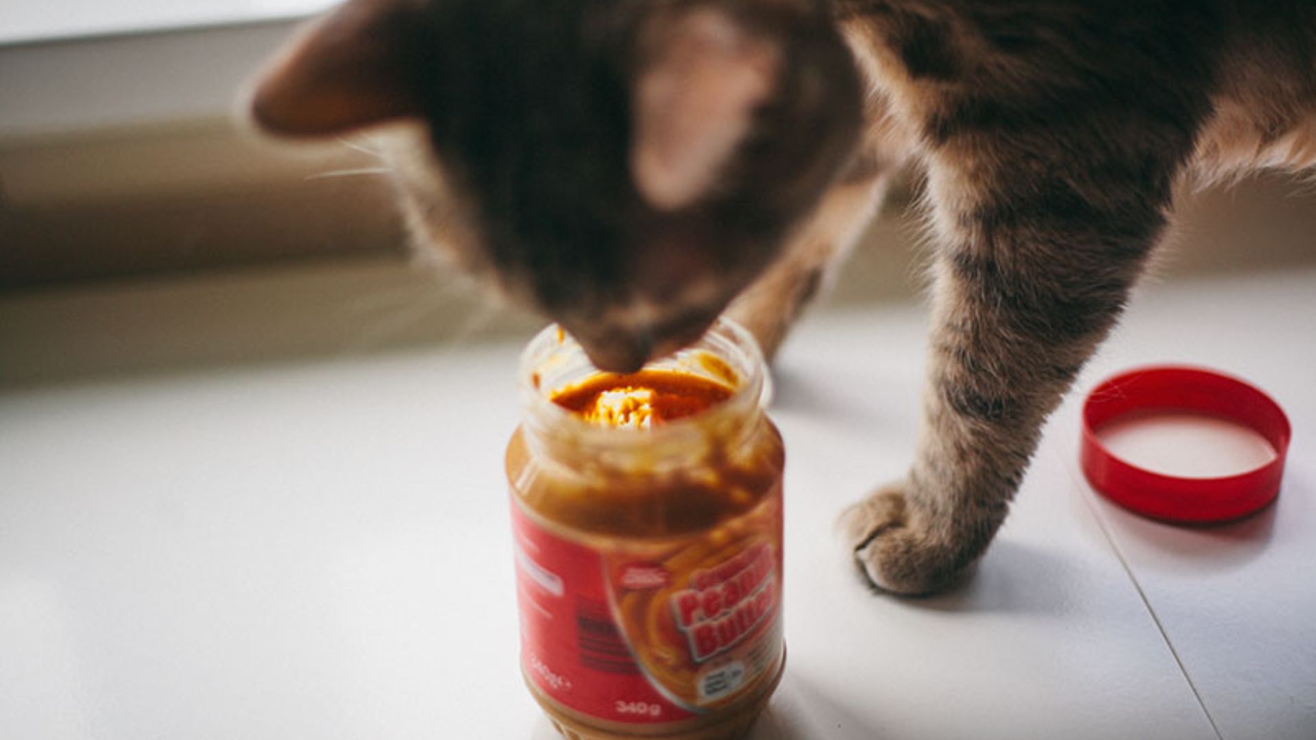 Les chats peuvent-ils manger du beurre de cacahuètes ? | Conseils pour ...
