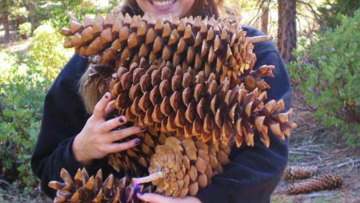 Qu'est-ce que le pignon de pin ? — OnaTaste France: Magazine N°1 ...